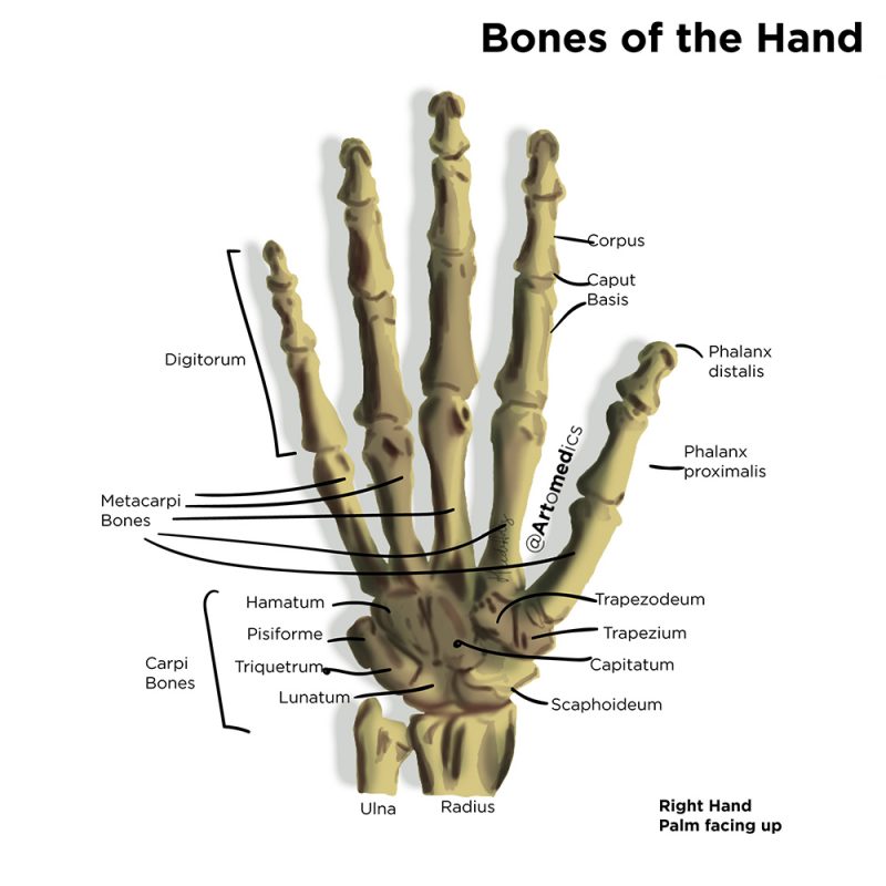 Hand Anatomy - Artomedics Studio