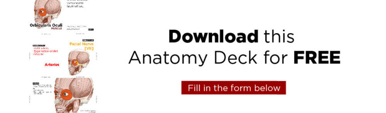Depressor Labii Inferioris Muscle: pulling down your lower lip ...