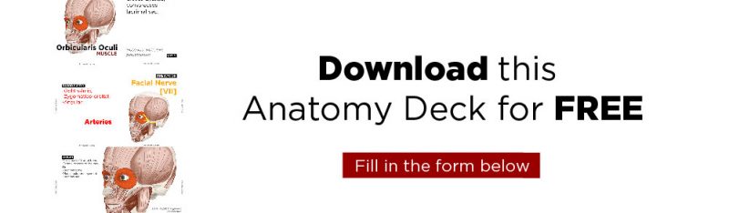 Depressor Labii Inferioris Muscle: pulling down your lower lip ...
