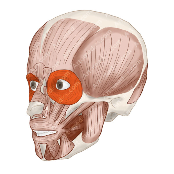 Orbicularis Oculi: the 2 blinking muscles - Artomedics Studio