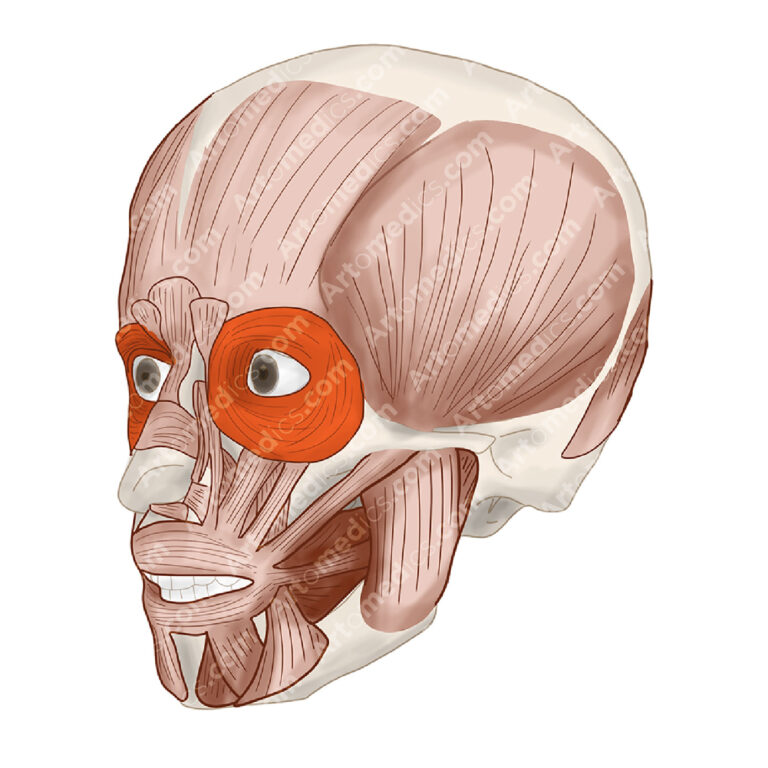 Orbicularis Oculi: the 2 blinking muscles - Artomedics Studio