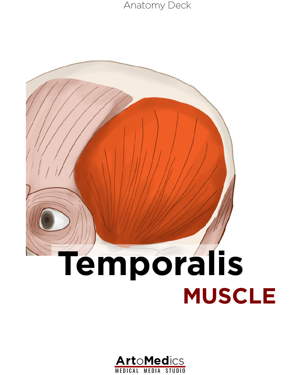 Temporalis Muscle: a Powerful chewing muscle - Artomedics Studio
