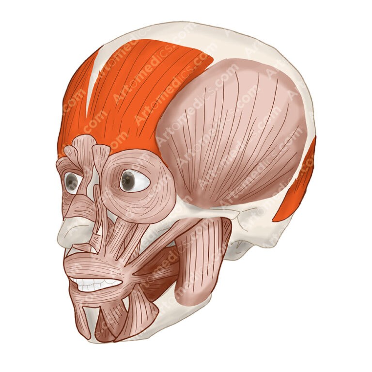 Occipitofrontalis muscle: making you surprised and confused ...