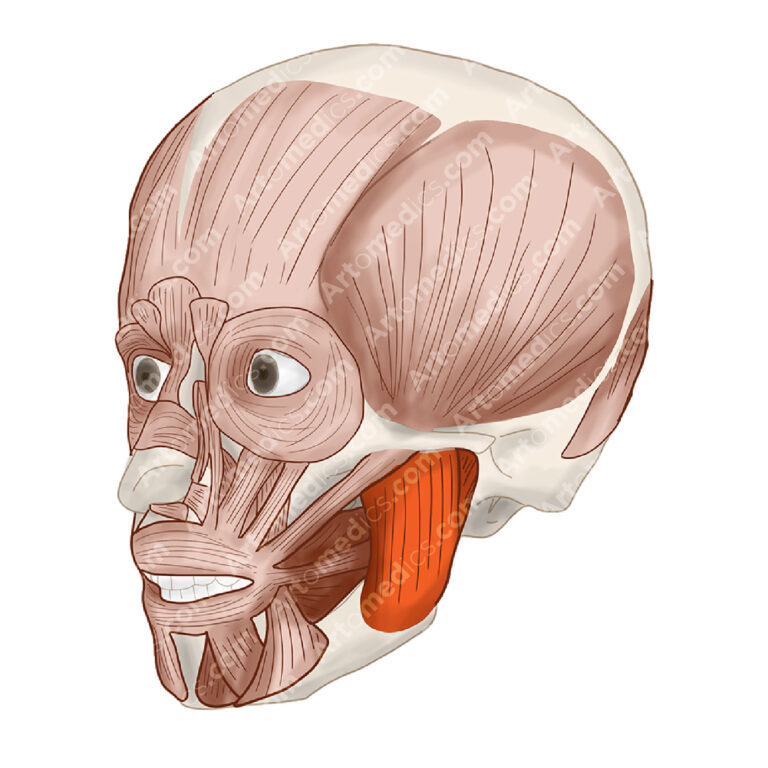 Masseter Muscle (Anterolateral View) - Artomedics Studio