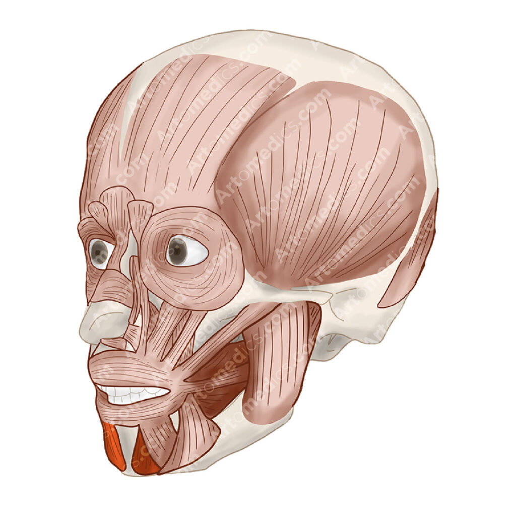 Mentalis Muscle (Anterolateral View) - Artomedics Studio