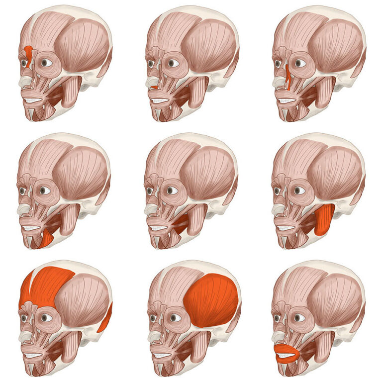 Face Muscles Bundle (Anterolateral View) - Artomedics Studio
