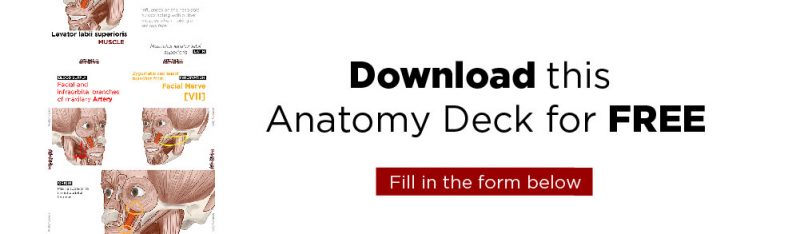 Levator Labii Superioris muscle: exposing your upper teeth - Artomedics ...