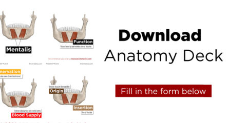 Mentalis Muscle - Artomedics Studio