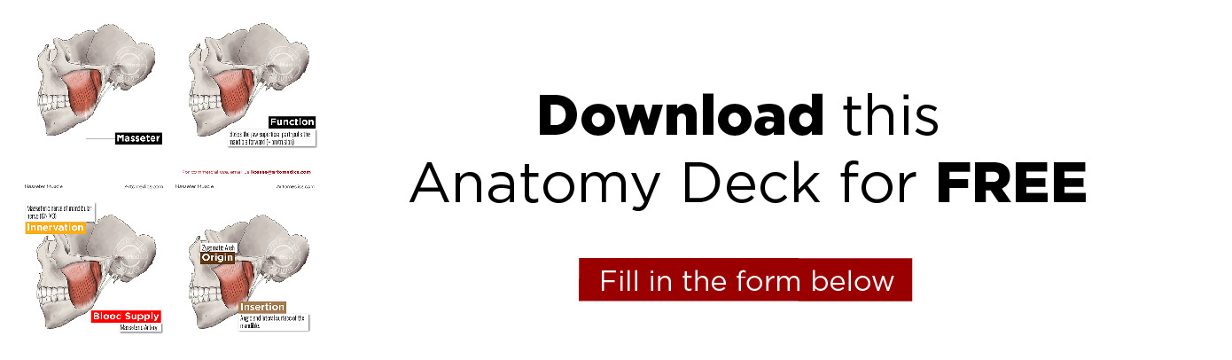 Masseter Muscle - Artomedics Studio