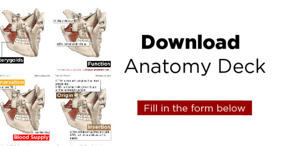 Pterygoid muscles: Protruding the Jaw - Artomedics Studio